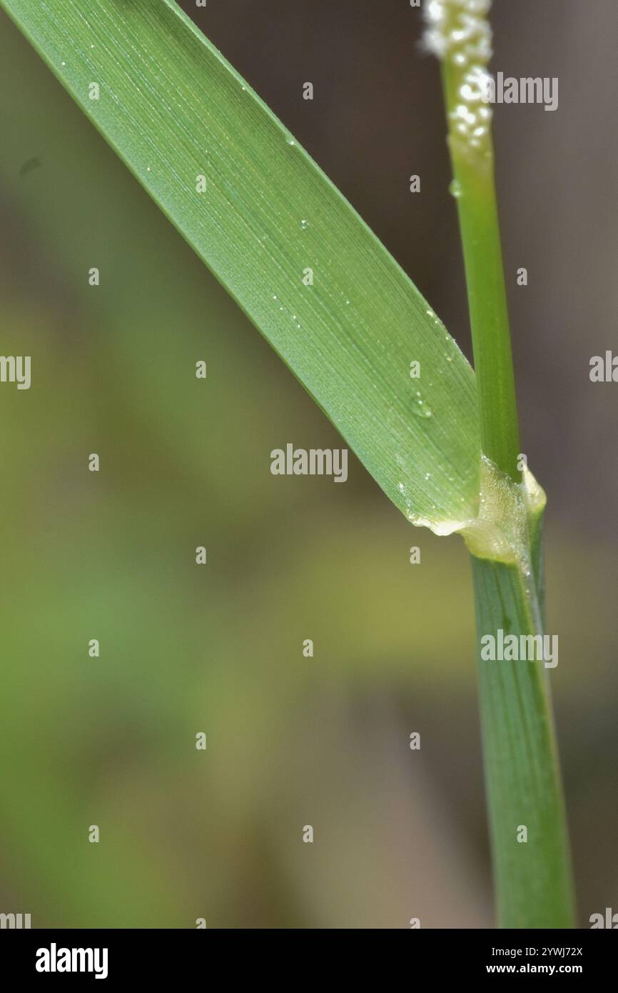 Creeping Foxtail (Alopecurus arundinaceus Stock Photo - Alamy