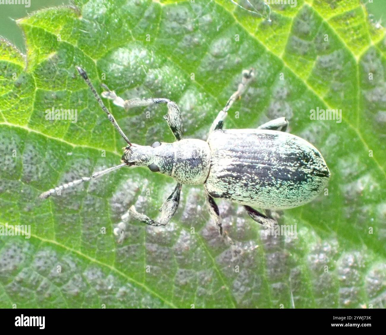 Nettle weevil (Phyllobius pomaceus Stock Photo - Alamy