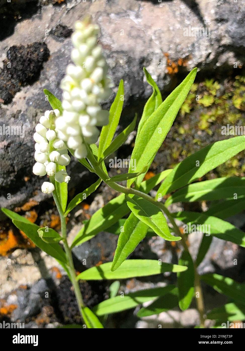 Seneca snakeroot (Senega officinalis Stock Photo - Alamy