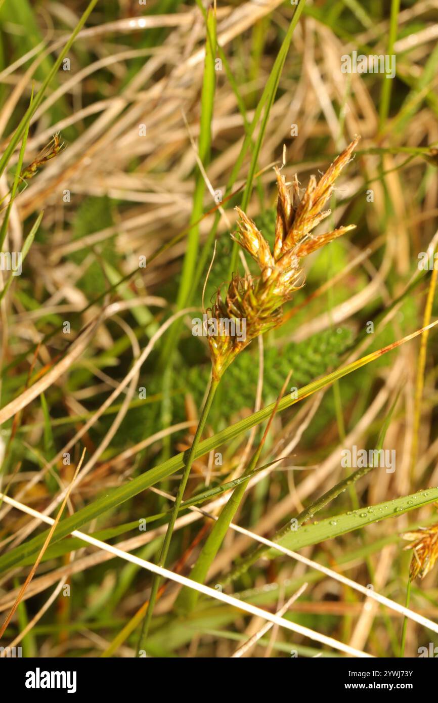 sand sedge (Carex arenaria Stock Photo - Alamy