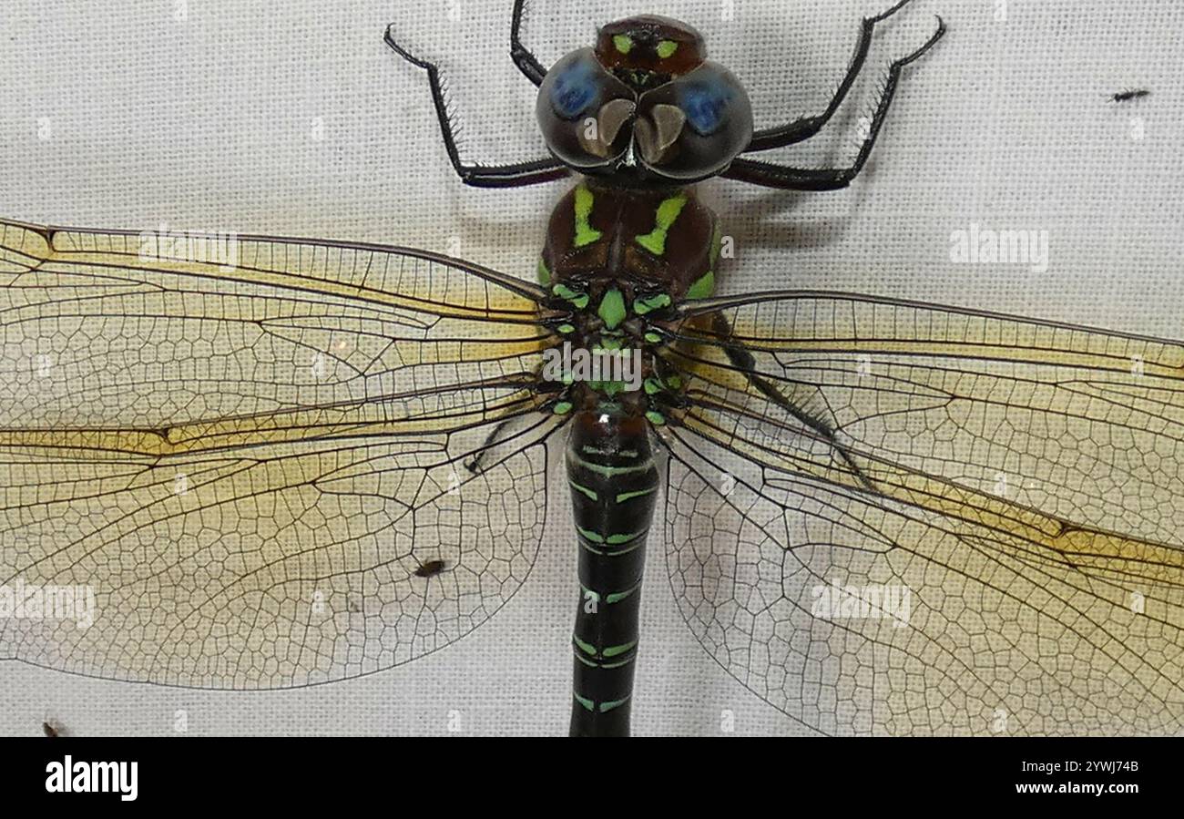 Swamp Darner (Epiaeschna heros Stock Photo - Alamy