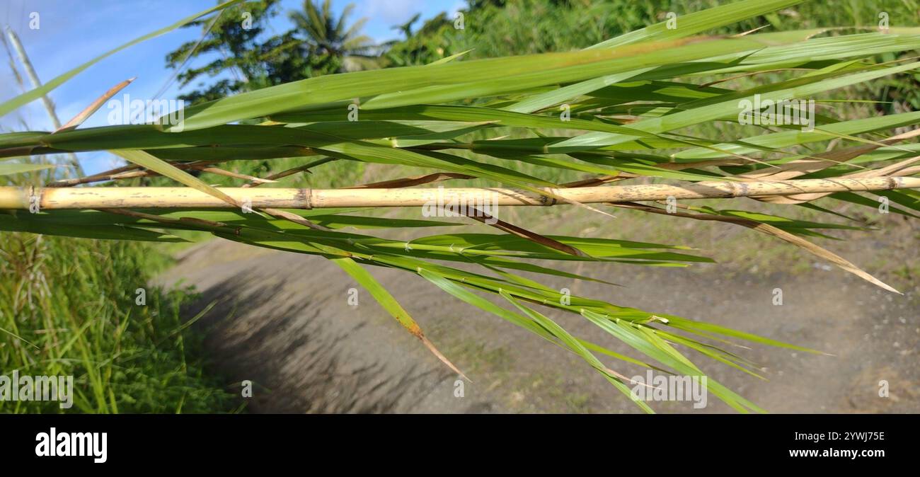 Tall Reed (Phragmites karka Stock Photo - Alamy