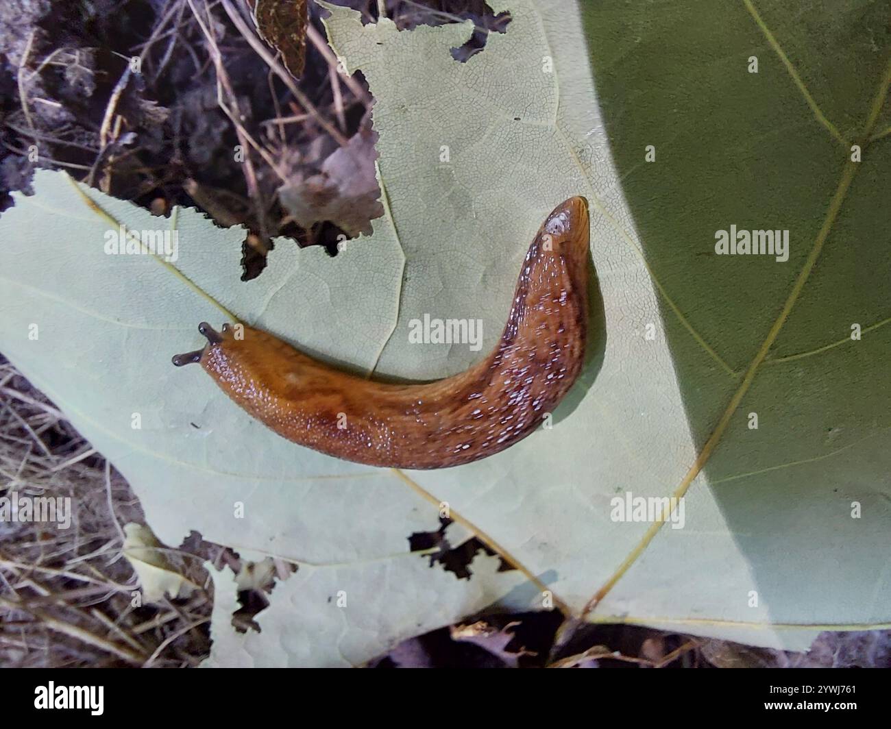 Arion Slugs (Arion Stock Photo - Alamy