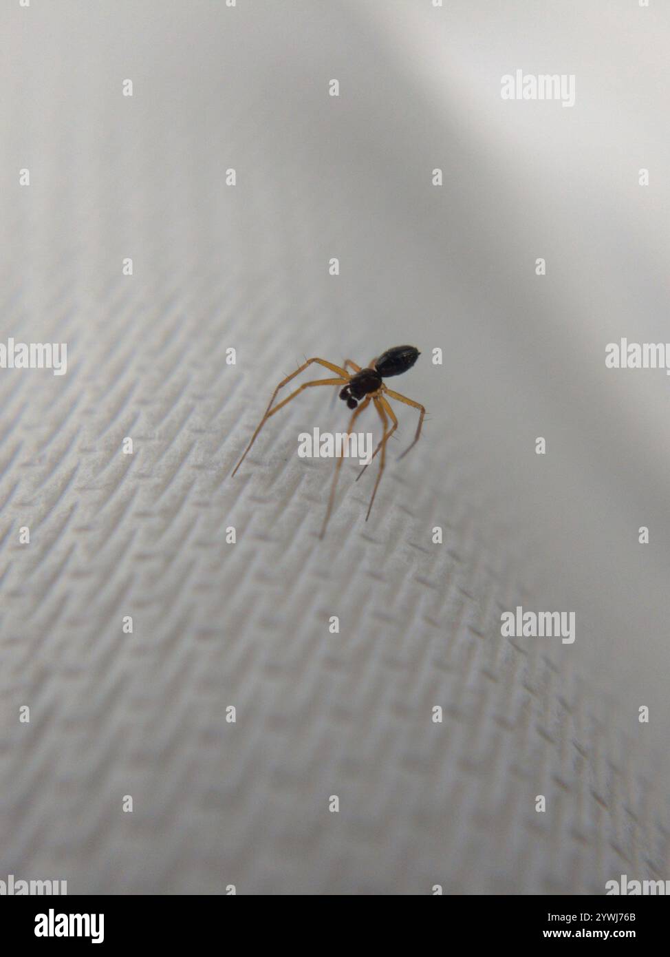 Sheetweb and Dwarf Weavers (Linyphiidae Stock Photo - Alamy