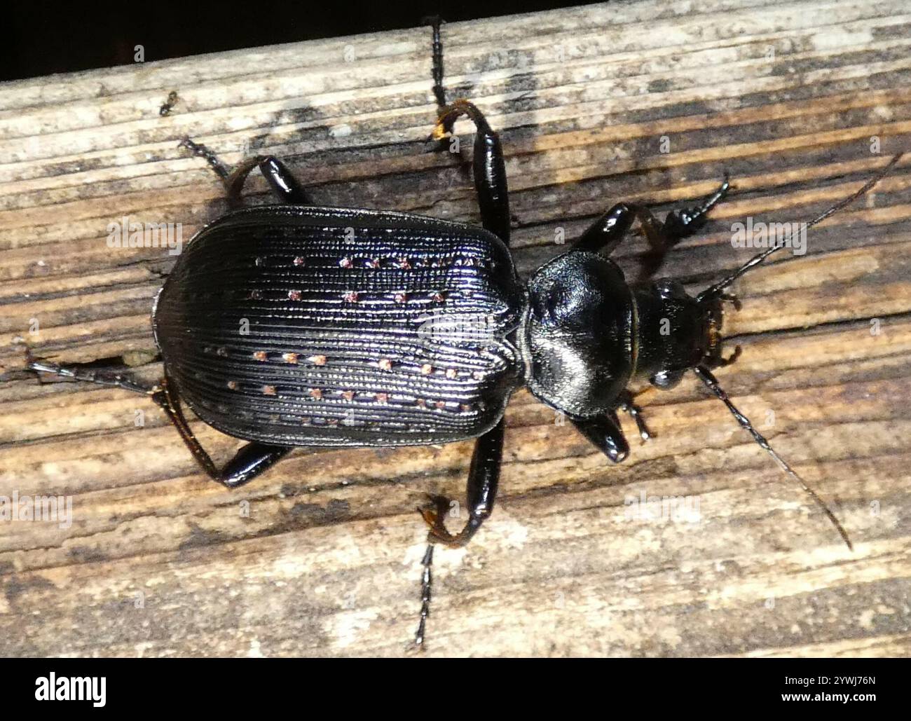 Black Caterpillar Hunter (Calosoma sayi Stock Photo - Alamy