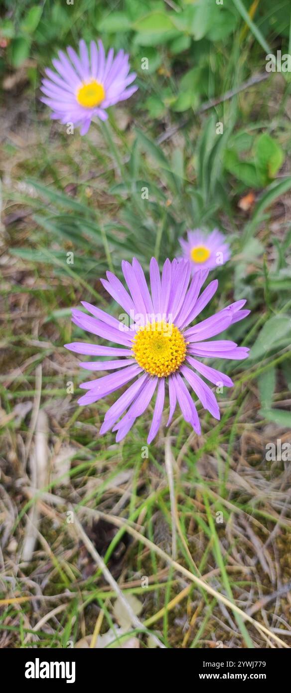 Alpine Aster (Aster alpinus Stock Photo - Alamy