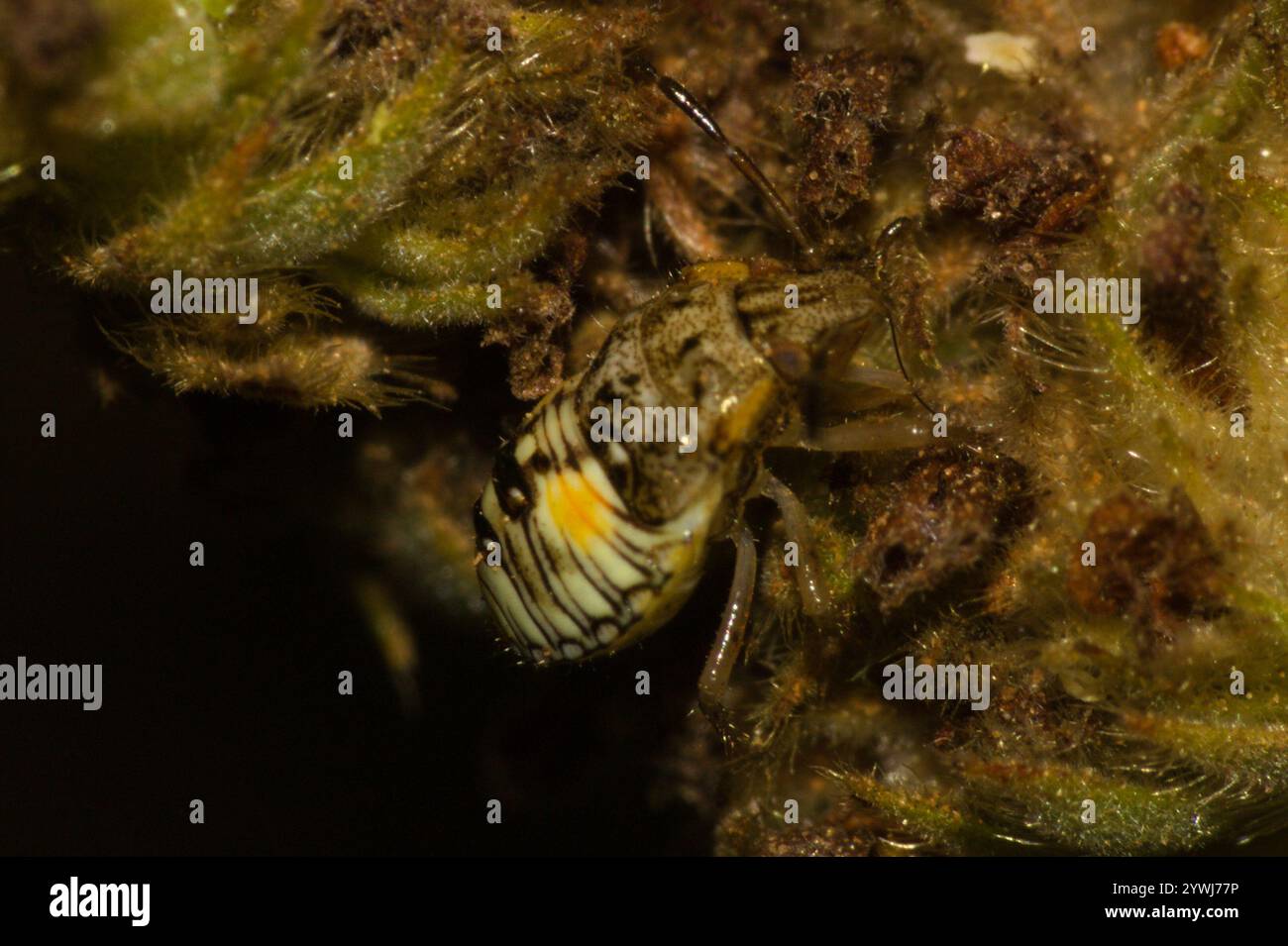 Stink Bugs, Shield Bugs, and Allies (Pentatomoidea Stock Photo - Alamy