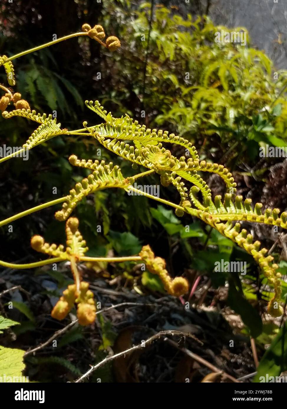 false staghorn fern (Dicranopteris linearis Stock Photo - Alamy