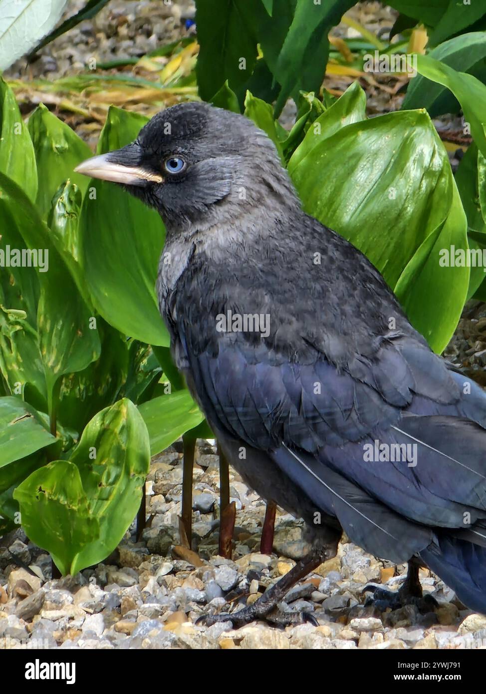 Eurasian Jackdaw (Coloeus monedula Stock Photo - Alamy