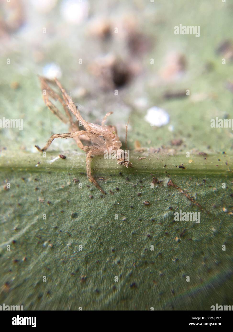 Typical Spiders (Araneomorphae Stock Photo - Alamy