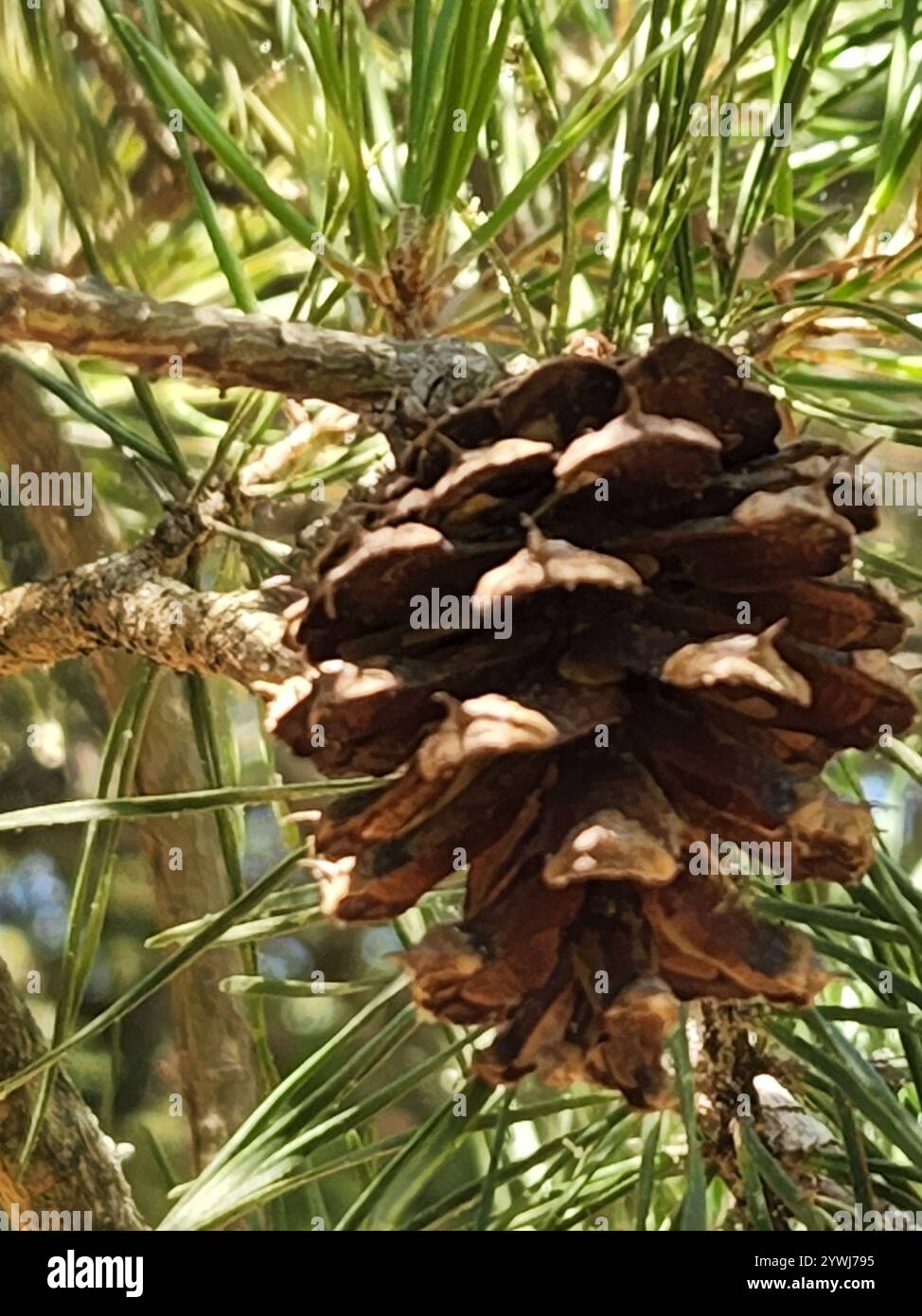 Virginia pine (Pinus virginiana Stock Photo - Alamy
