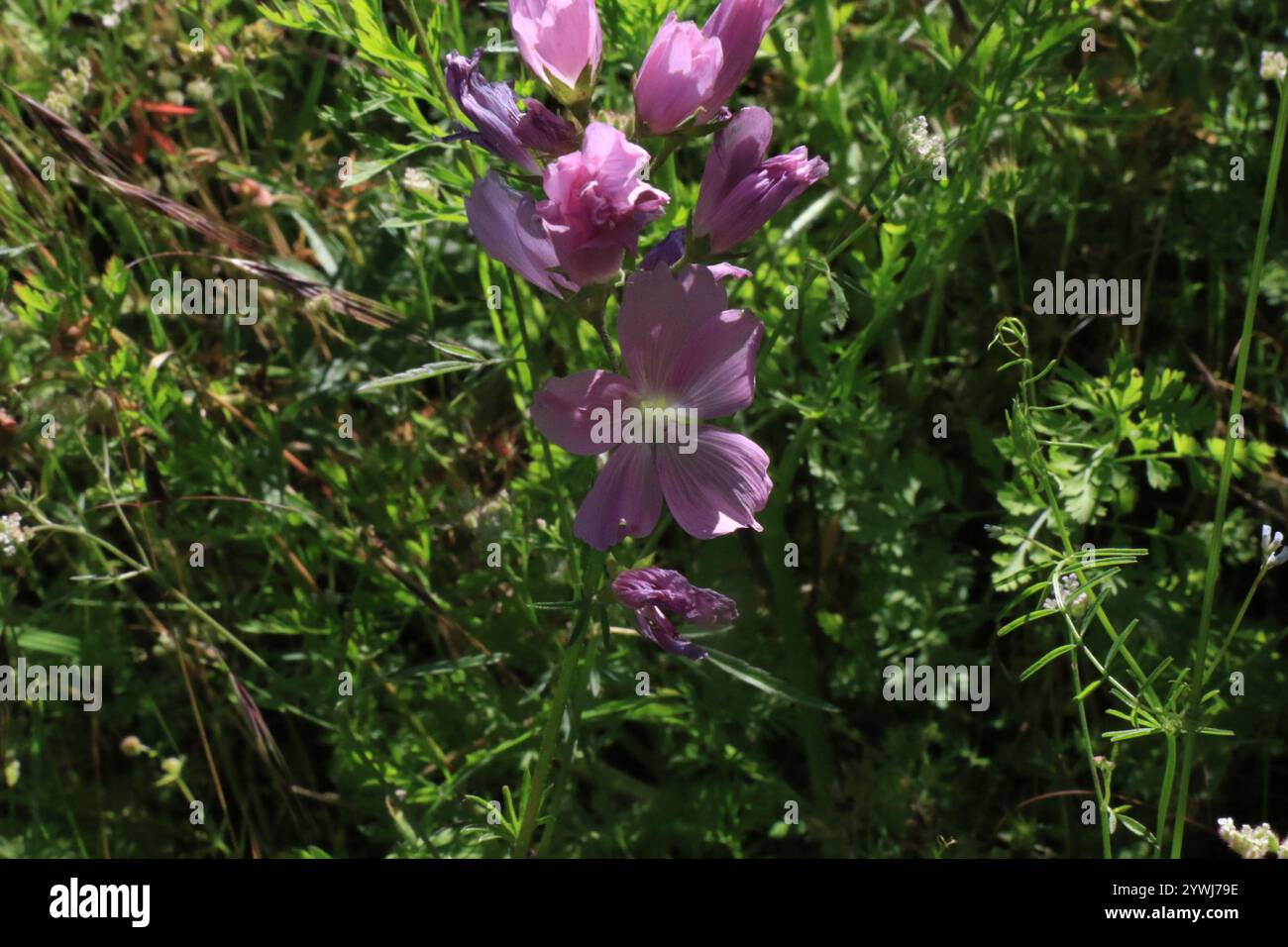 Rose Checkermallow (Sidalcea virgata Stock Photo - Alamy