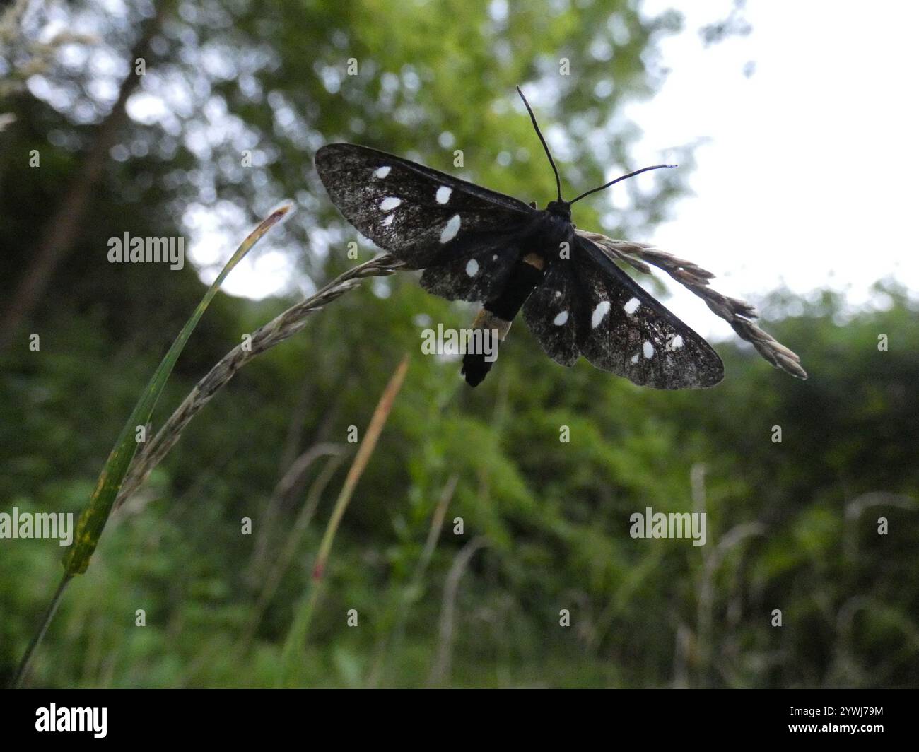 Nine-spotted Moth (Amata phegea Stock Photo - Alamy