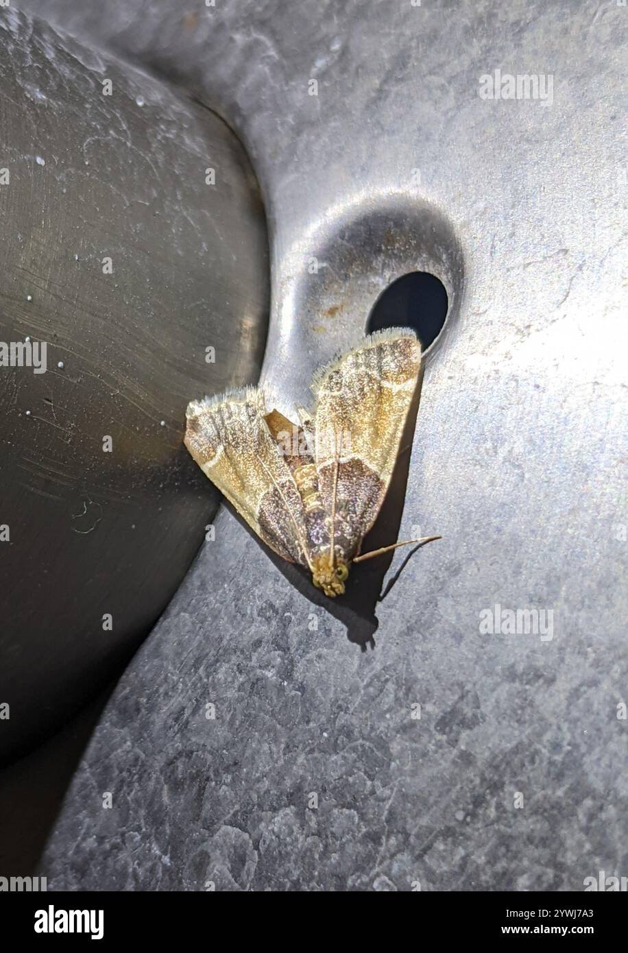 Meal moth (Pyralis farinalis Stock Photo - Alamy