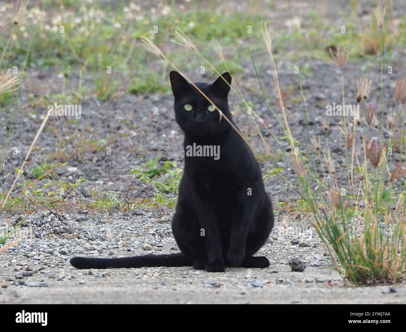 Domestic Cat (Felis catus Stock Photo - Alamy