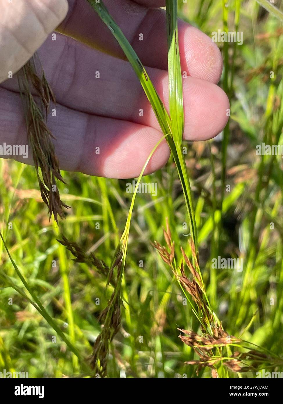 nodding beaksedge (Rhynchospora inexpansa Stock Photo - Alamy