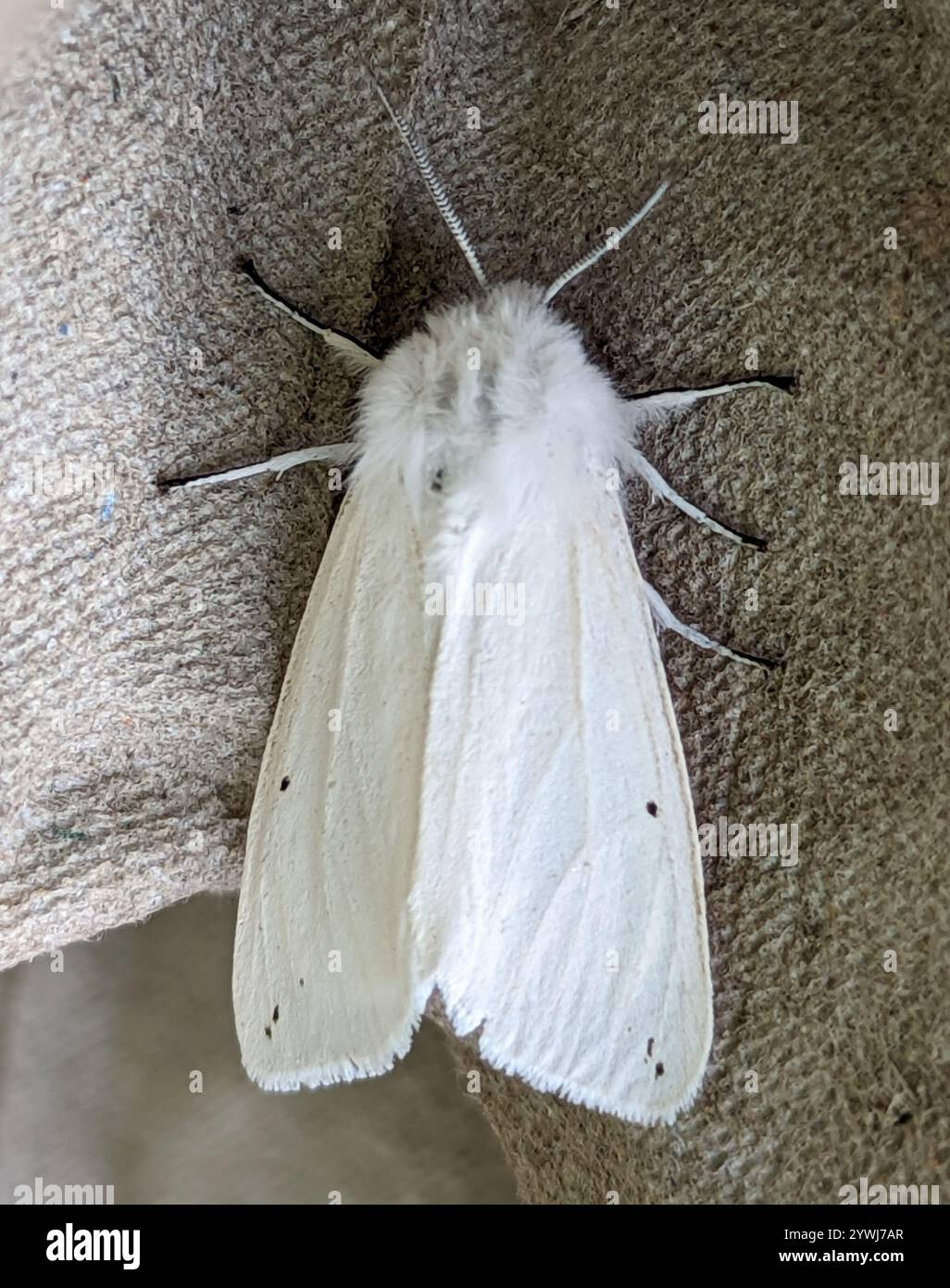 Water Ermine (Spilosoma urticae Stock Photo - Alamy