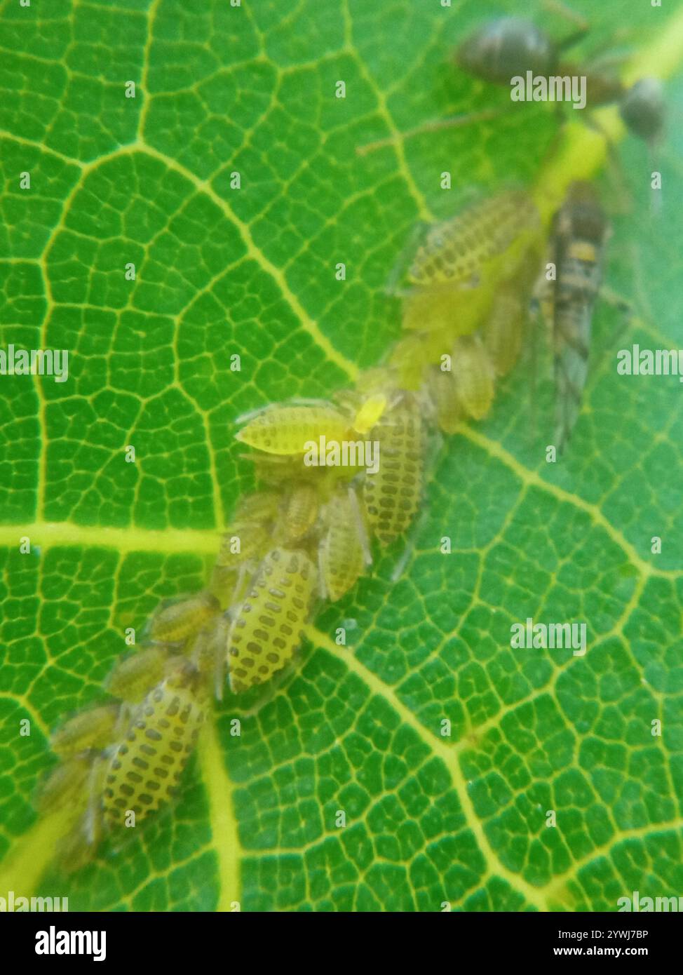 Walnut Aphid (Panaphis juglandis Stock Photo - Alamy