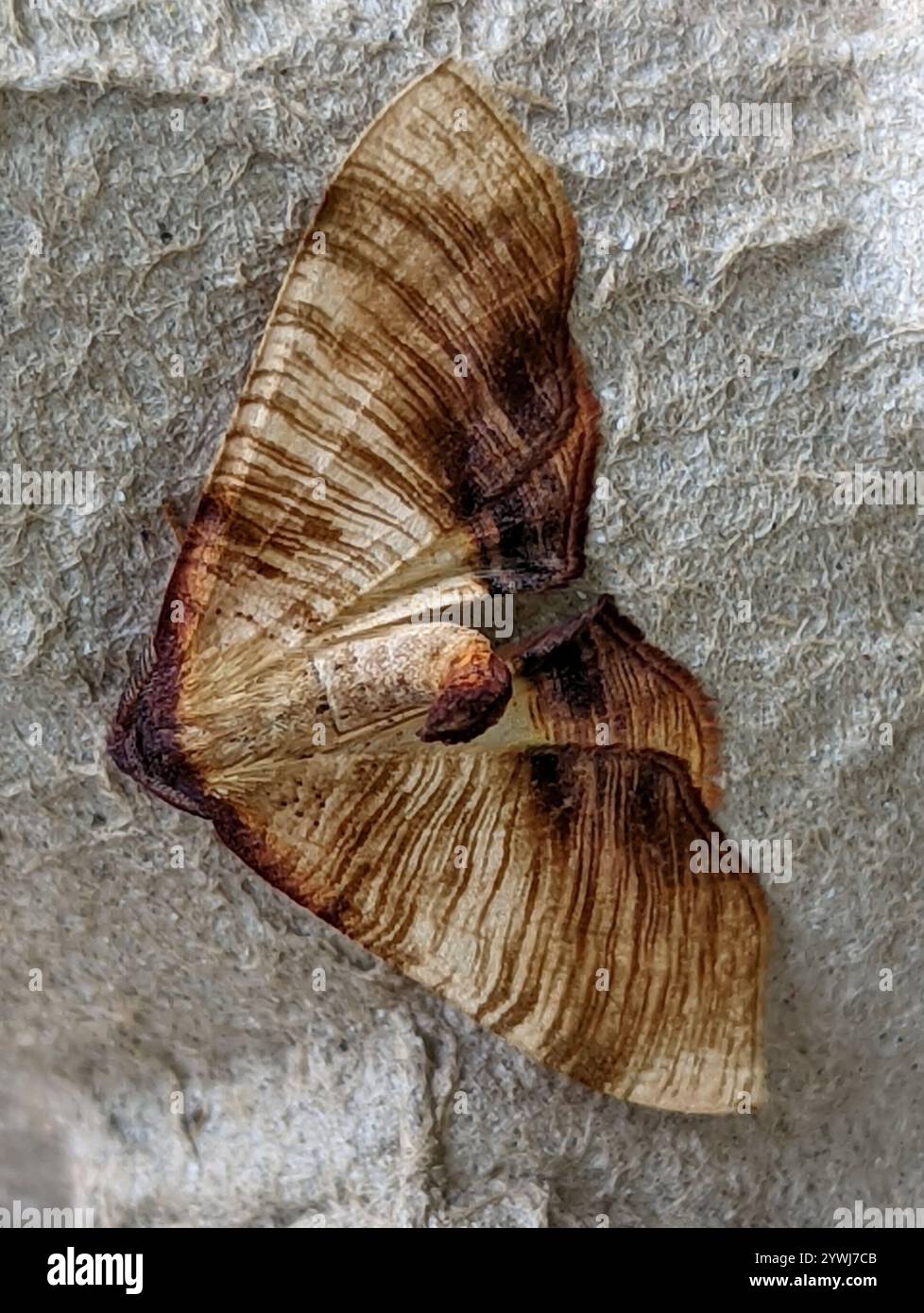 Scorched Wing (Plagodis dolabraria Stock Photo - Alamy