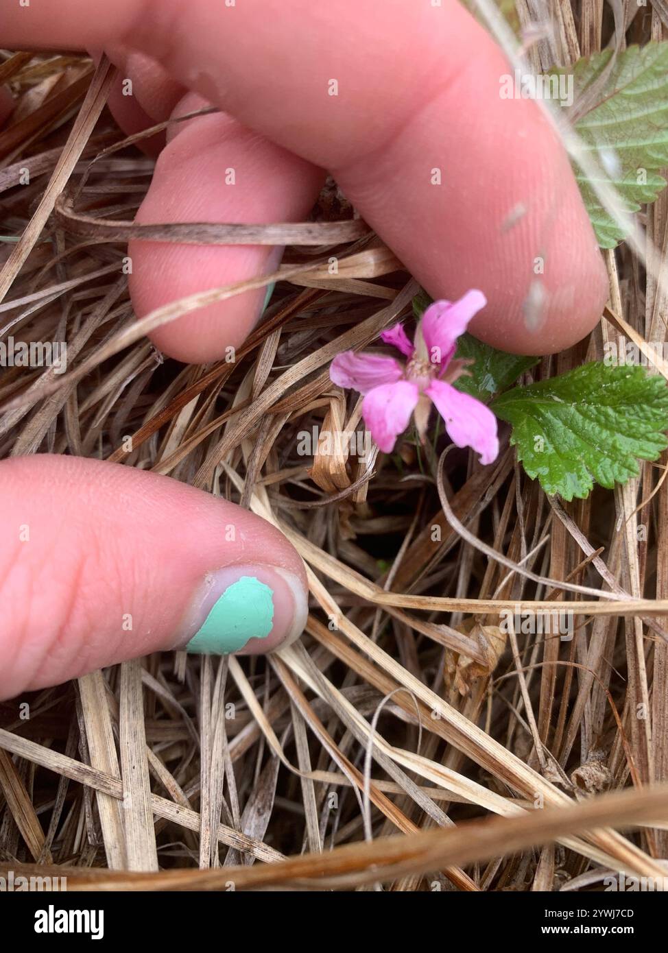Arctic raspberry (Rubus arcticus Stock Photo - Alamy
