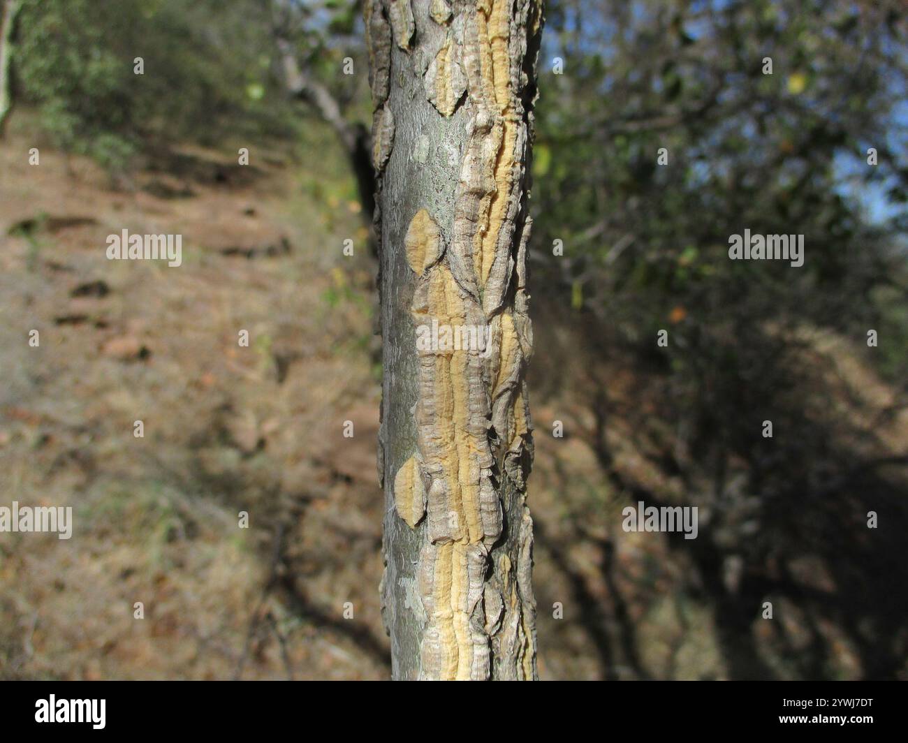 Caustic Vine (Cynanchum viminale Stock Photo - Alamy