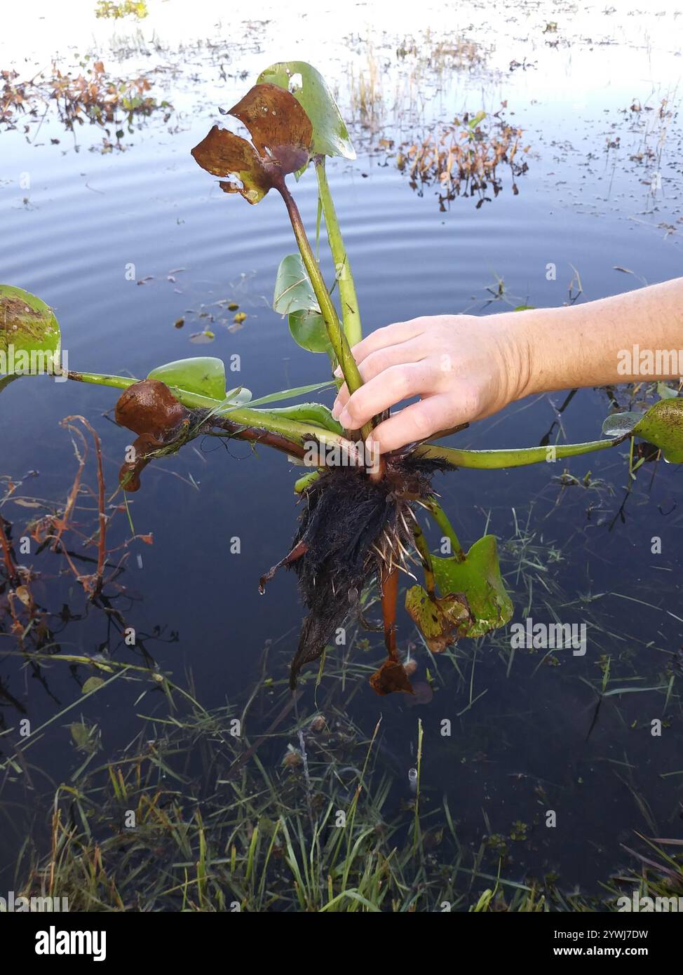 common water hyacinth (Pontederia crassipes Stock Photo - Alamy