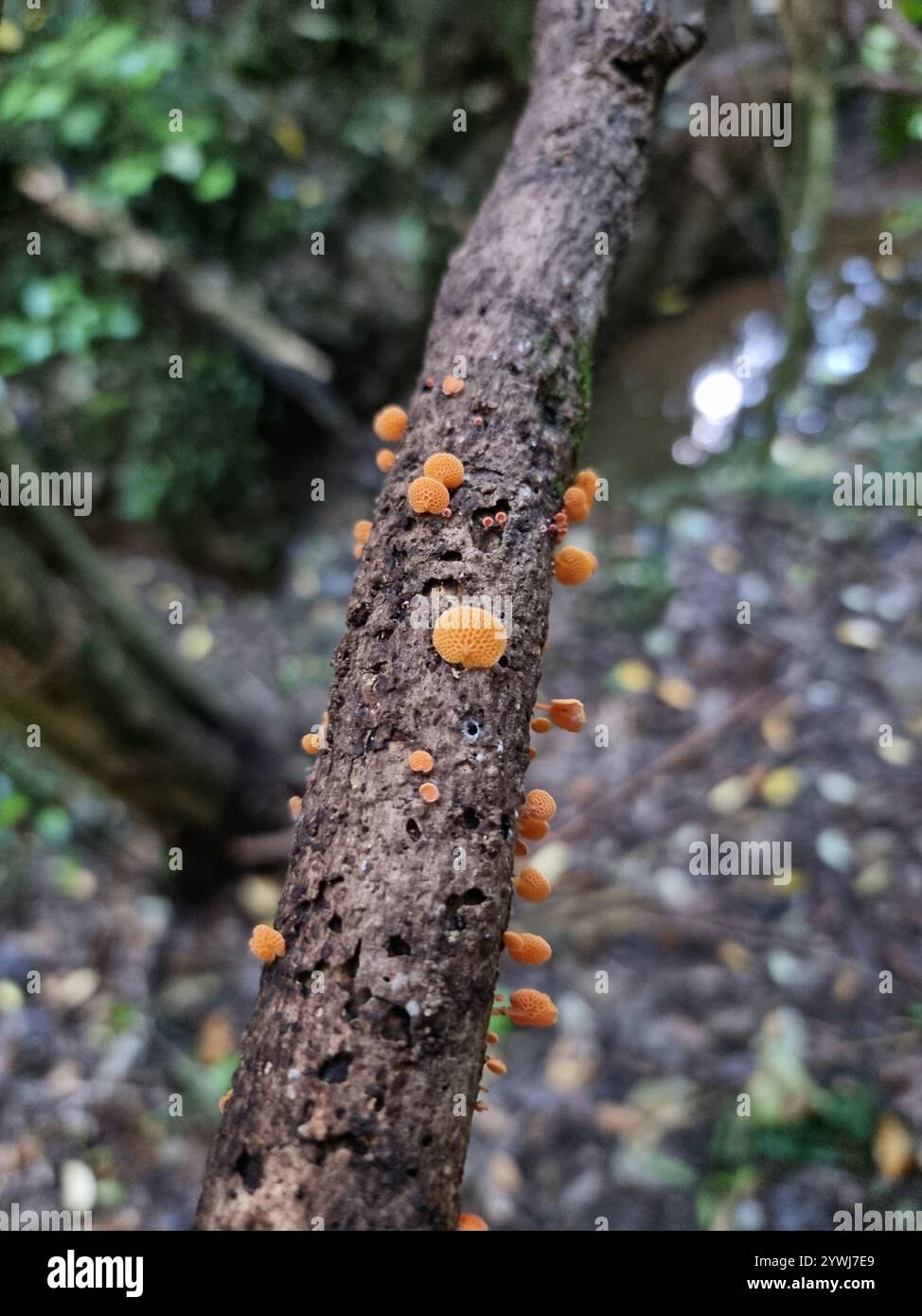 orange pore fungus (Favolaschia claudopus Stock Photo - Alamy