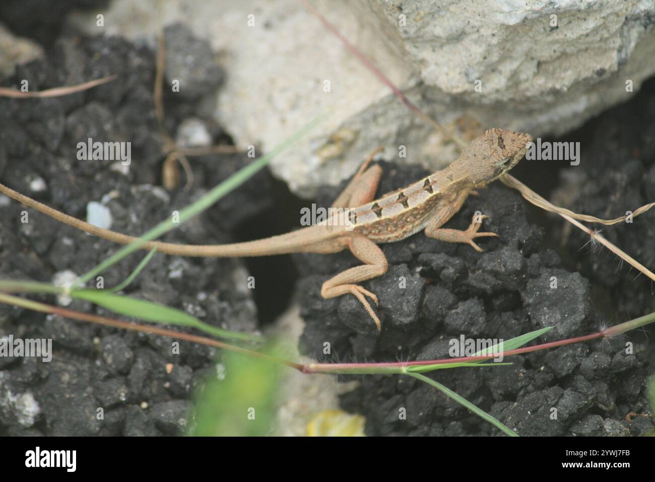 Fan-throated Lizards (Sitana Stock Photo - Alamy