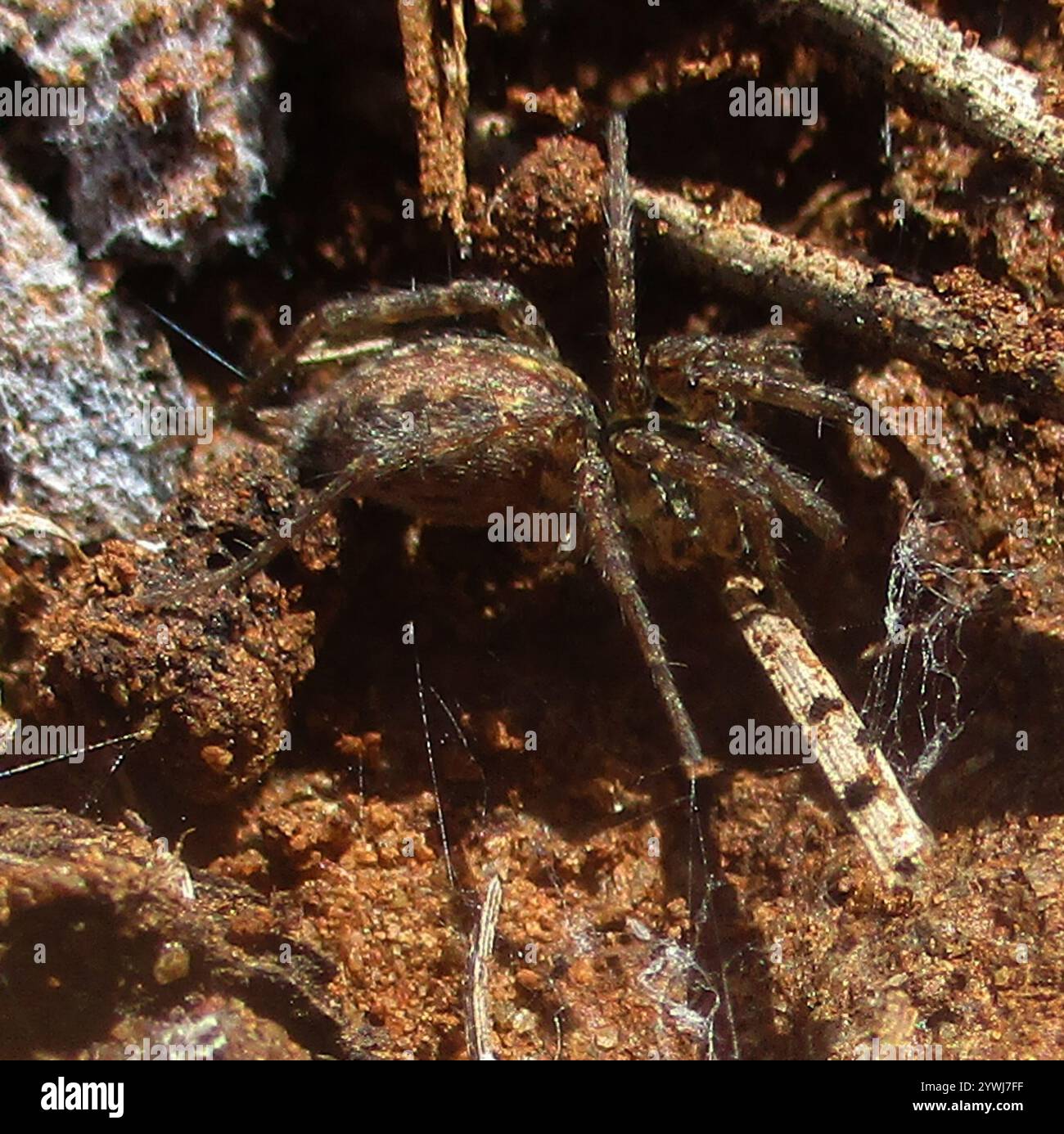 Funnel Weavers (Agelenidae Stock Photo - Alamy
