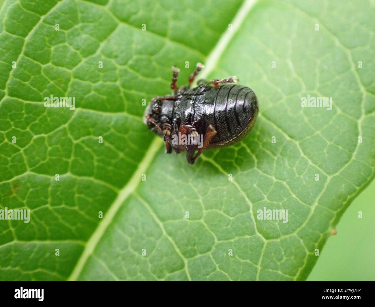 Western Grape Rootworm (Bromius obscurus Stock Photo - Alamy