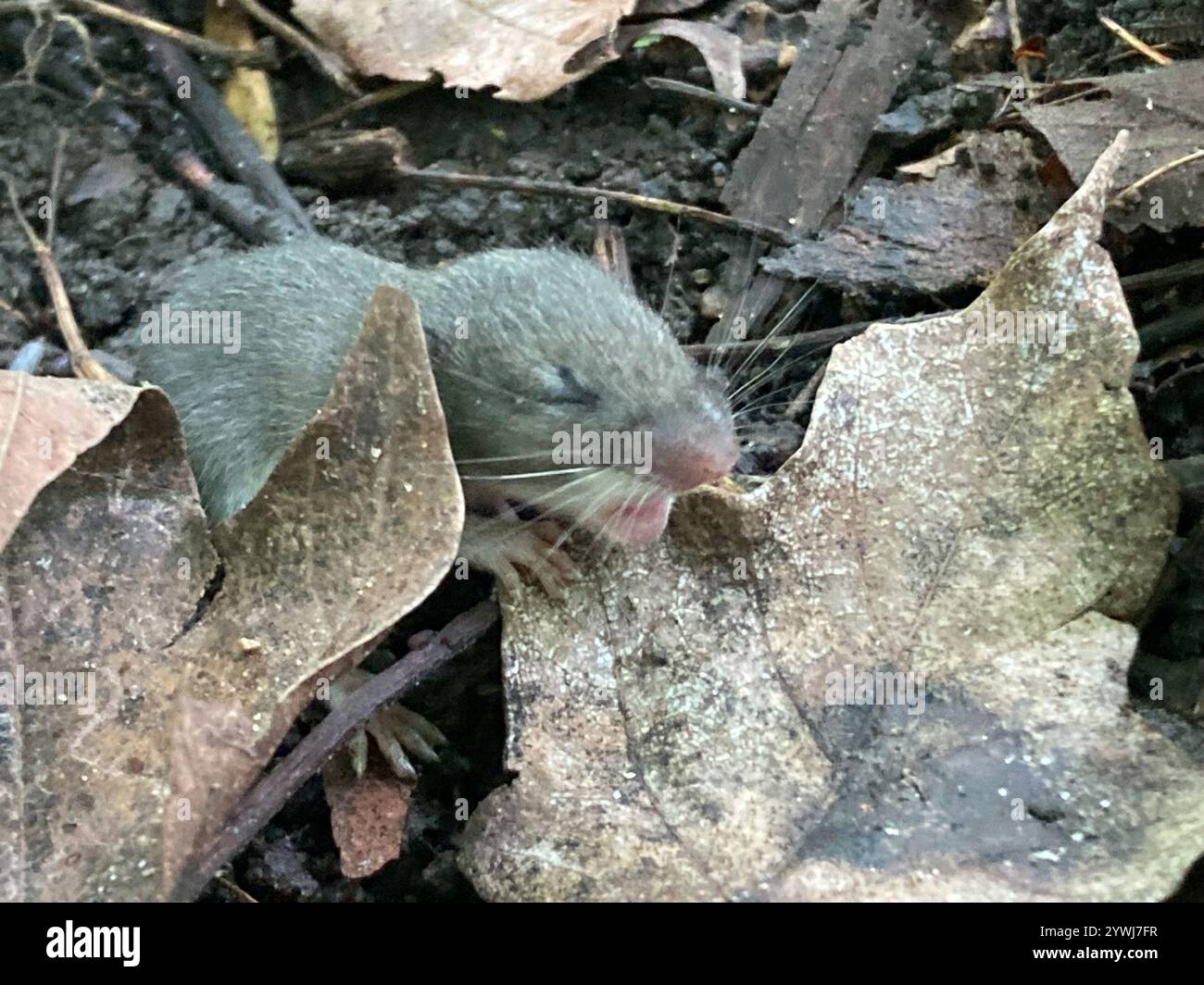 North American Mice and Rats (Neotominae Stock Photo - Alamy