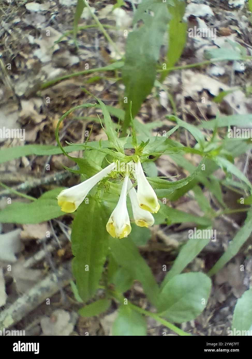 Common Cow-wheat (Melampyrum pratense Stock Photo - Alamy