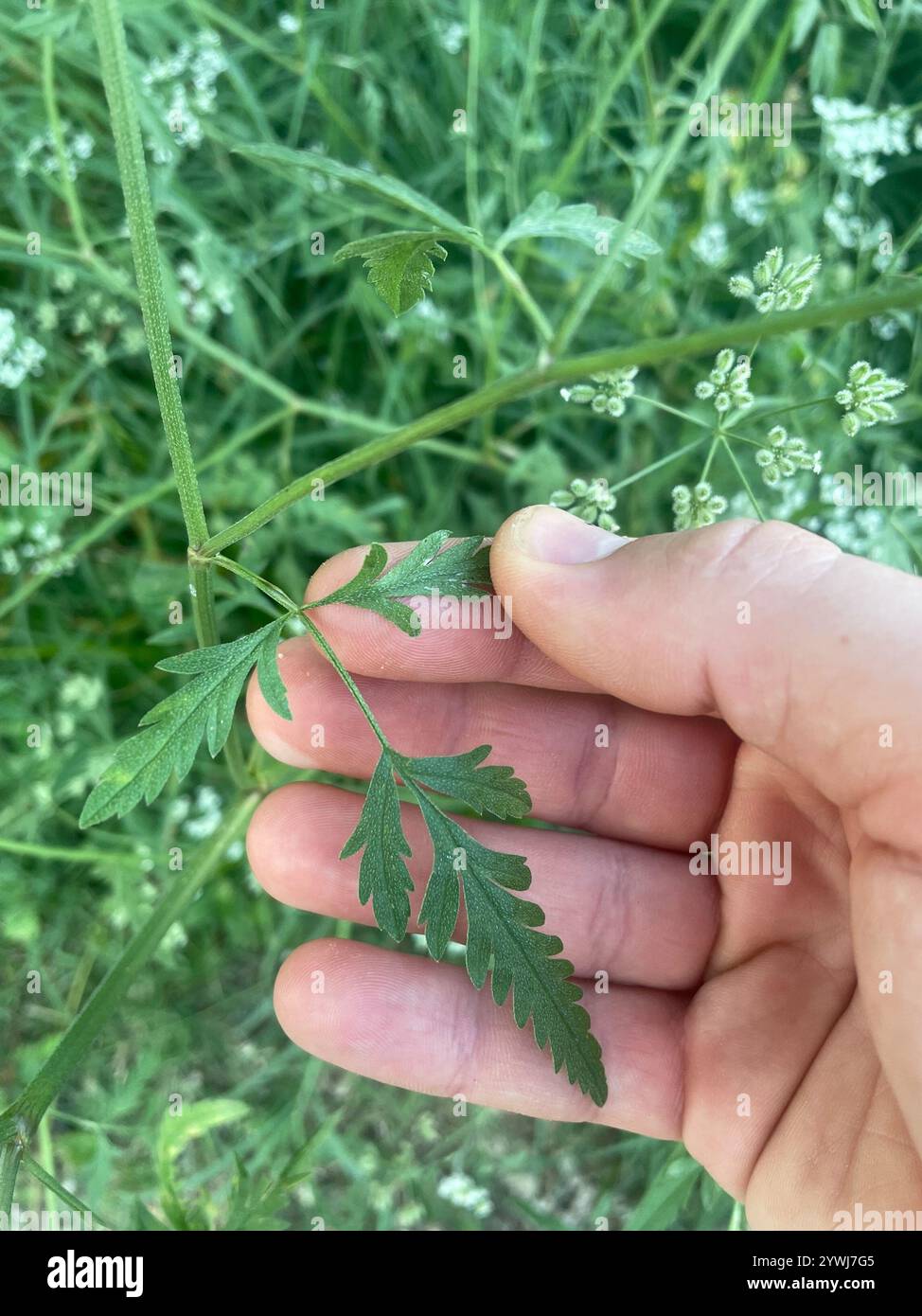 common hedge parsley (Torilis arvensis Stock Photo - Alamy