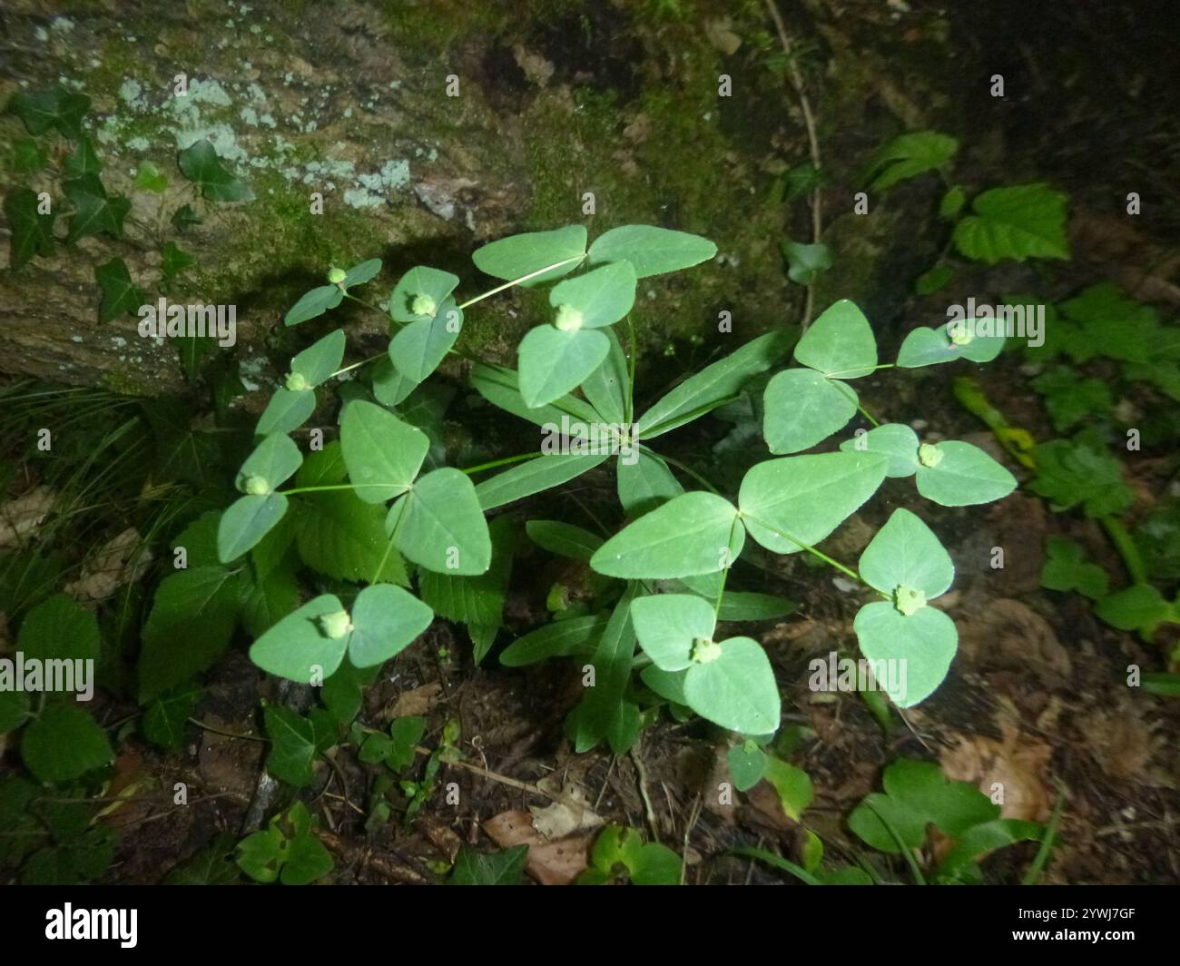 Sweet Spurge (Euphorbia dulcis Stock Photo - Alamy