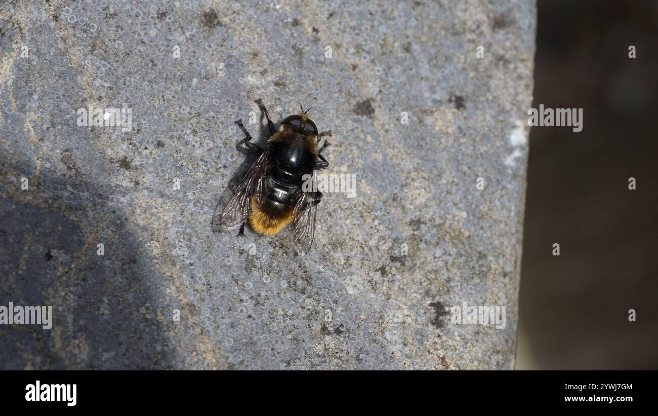 Narcissus Bulb Fly (Merodon equestris Stock Photo - Alamy
