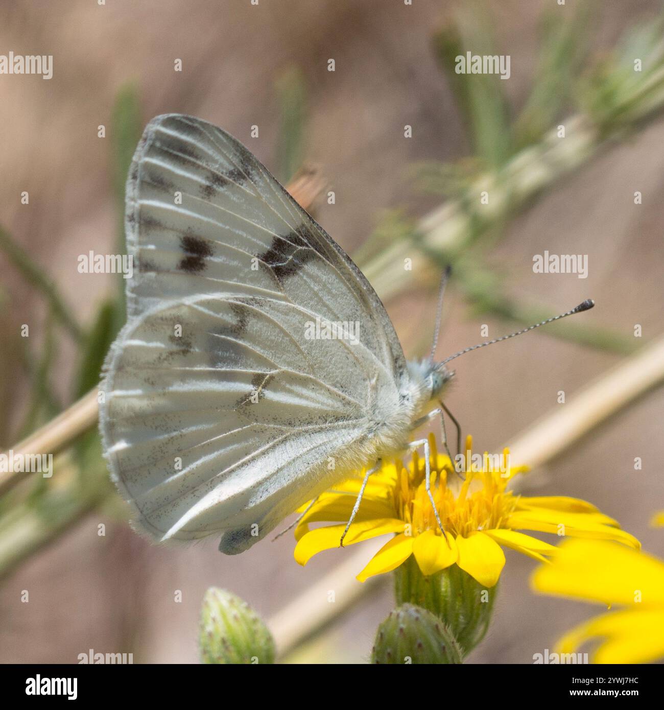 Checkered White (Pontia protodice Stock Photo - Alamy