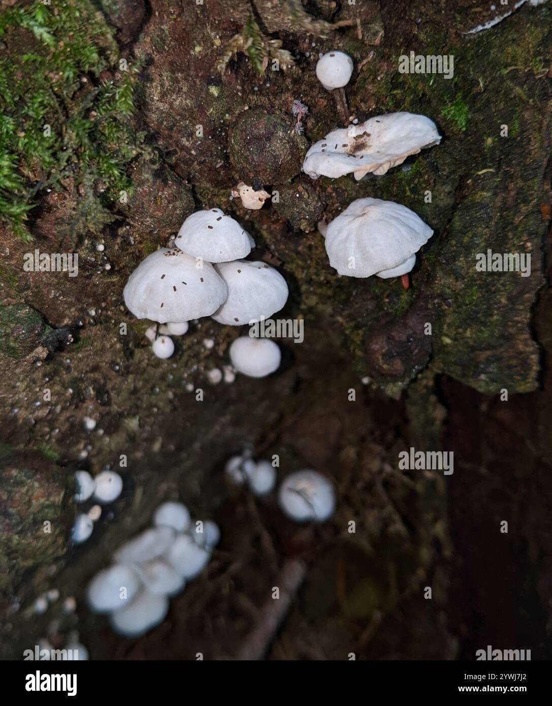 Fairy Parachutes (Marasmiellus candidus Stock Photo - Alamy