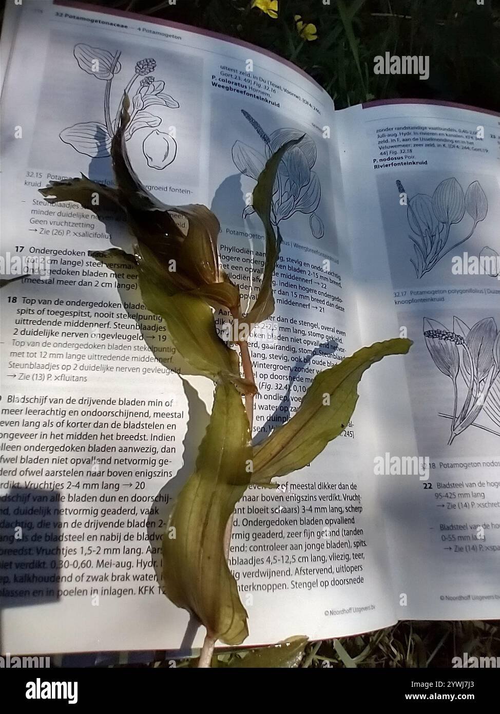 Perfoliate Pondweed (Potamogeton perfoliatus Stock Photo - Alamy