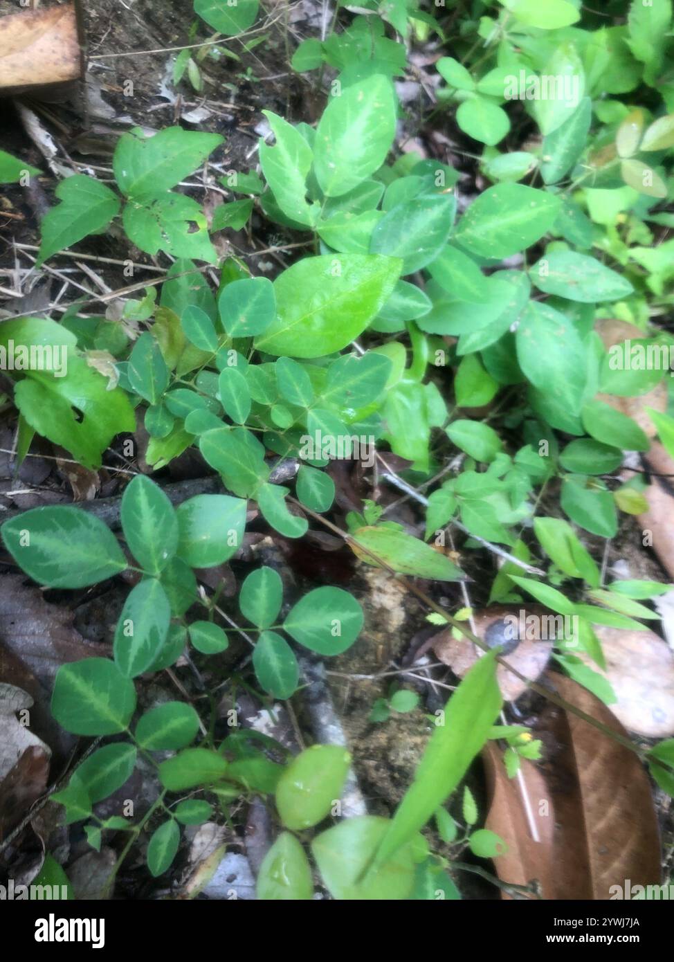 perplexed tick-trefoil (Desmodium perplexum Stock Photo - Alamy