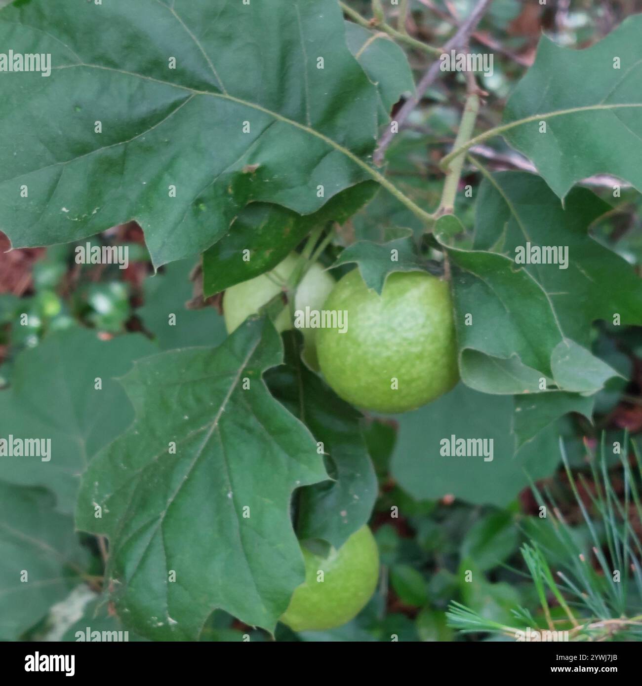 Spongy Oak Apple Gall Wasp (Amphibolips confluenta Stock Photo - Alamy