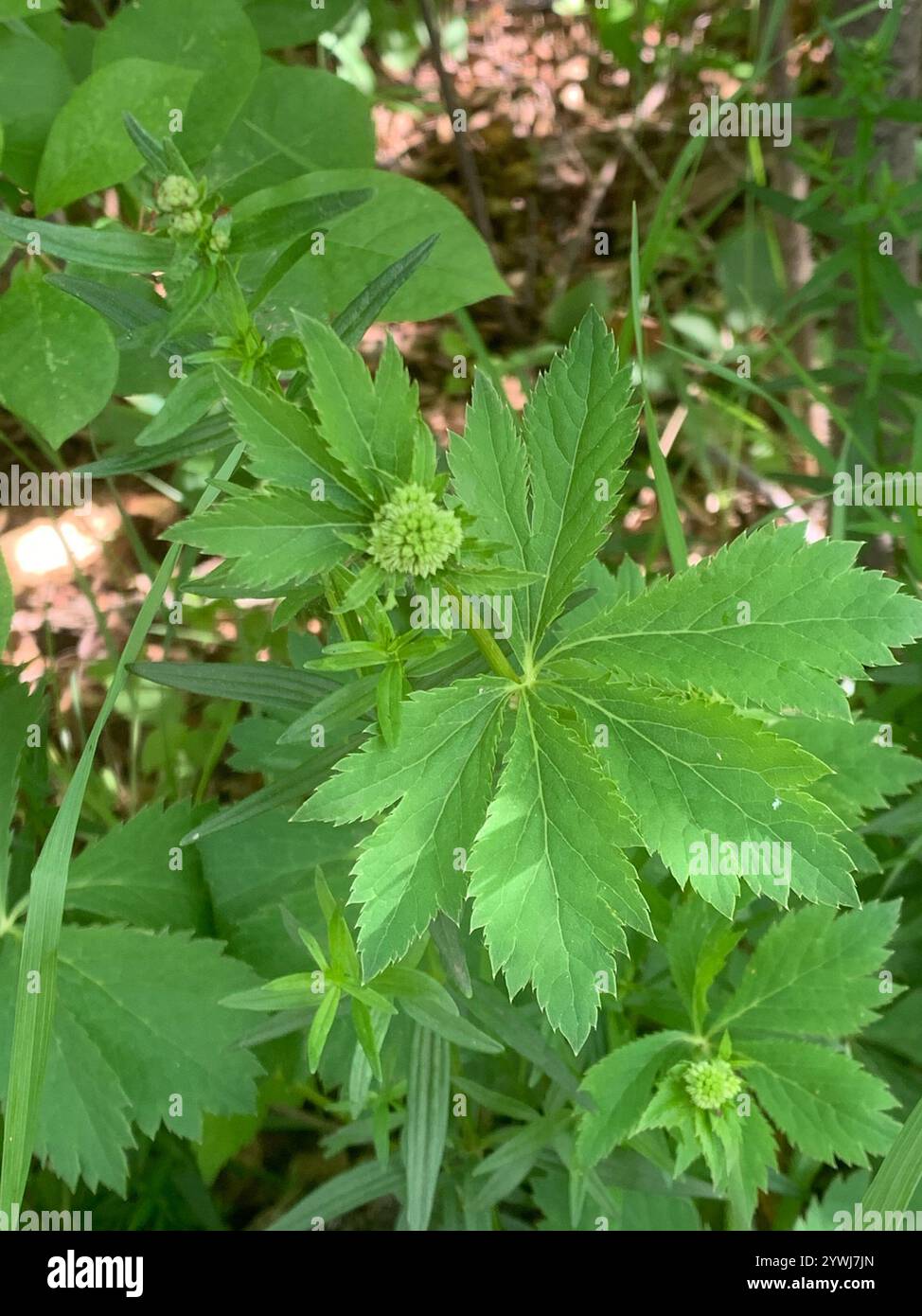 Maryland Sanicle (Sanicula marilandica Stock Photo - Alamy