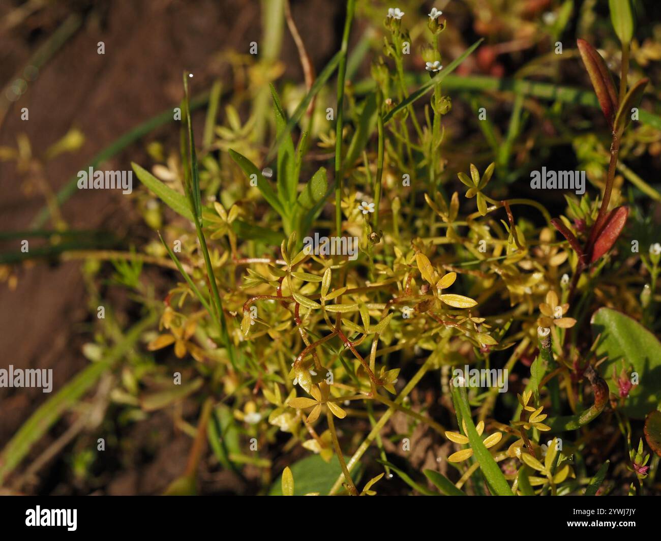 False mermaid hi-res stock photography and images - Alamy