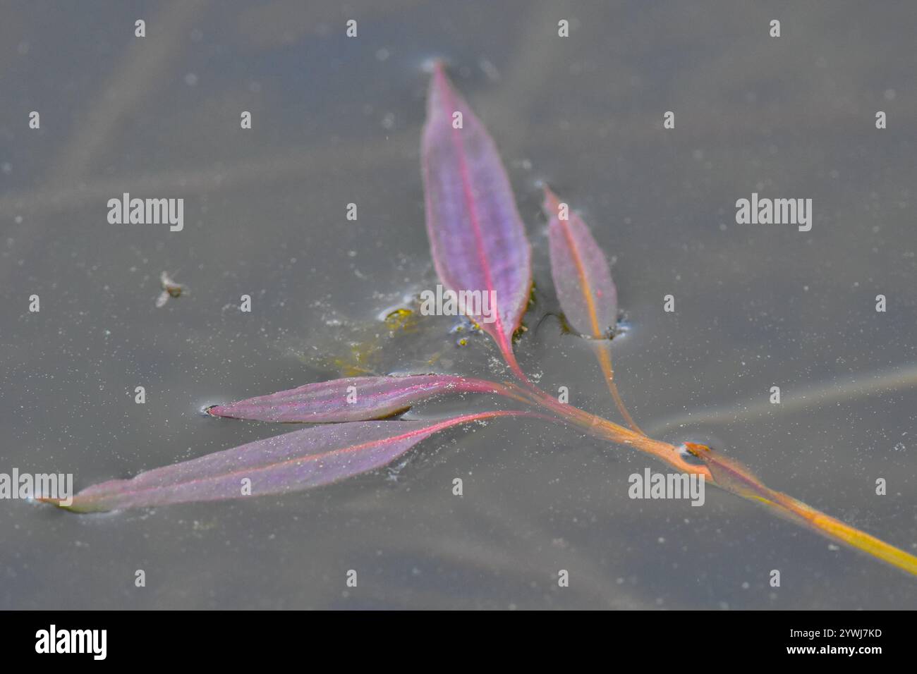 water smartweed (Persicaria amphibia Stock Photo - Alamy