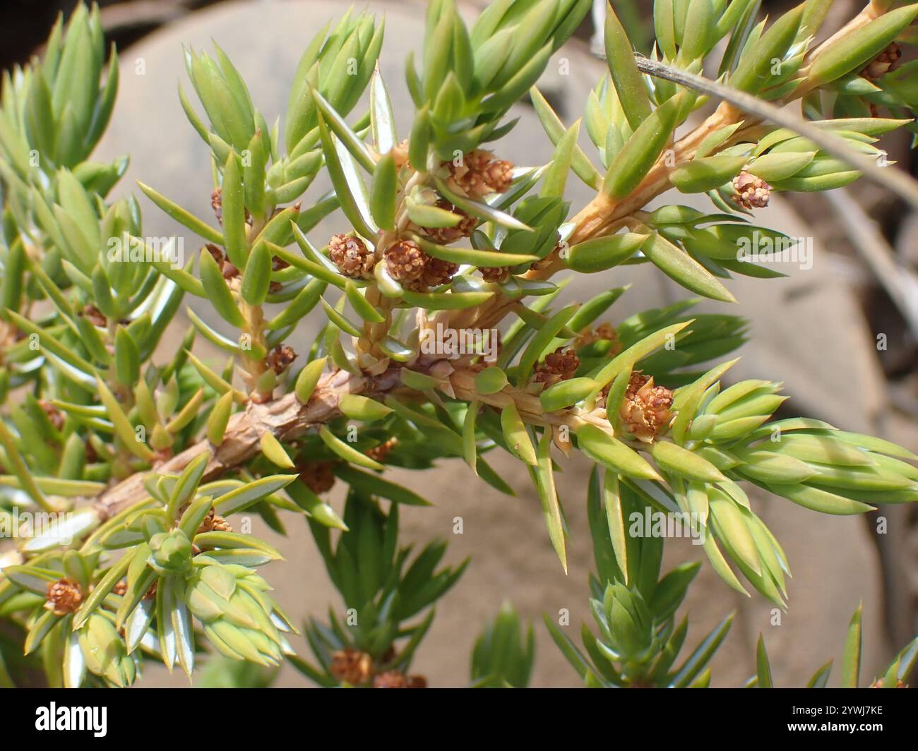 common juniper (Juniperus communis Stock Photo - Alamy