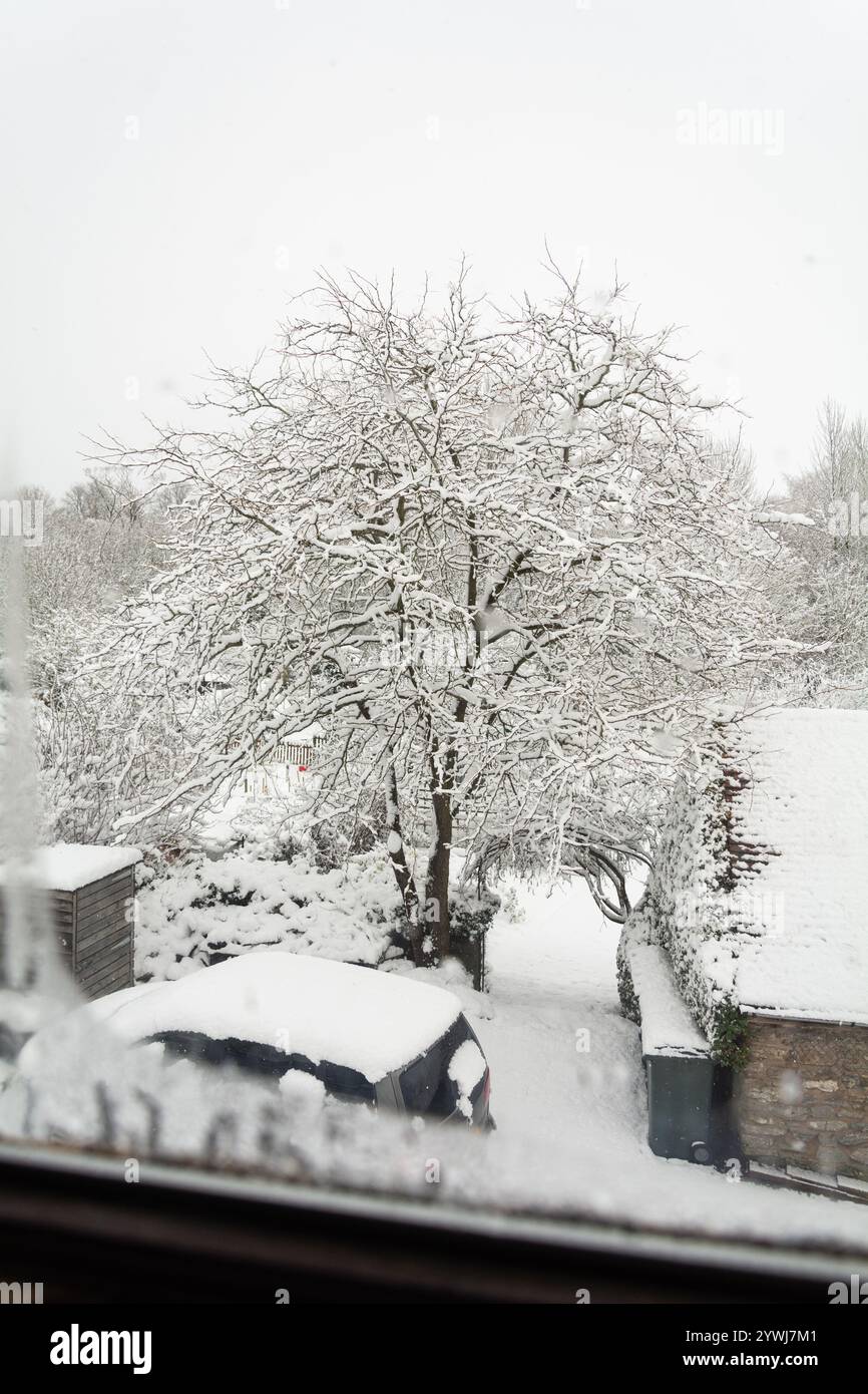 Snow covered tree as seen from an upstairs window. A UK winter scene ...