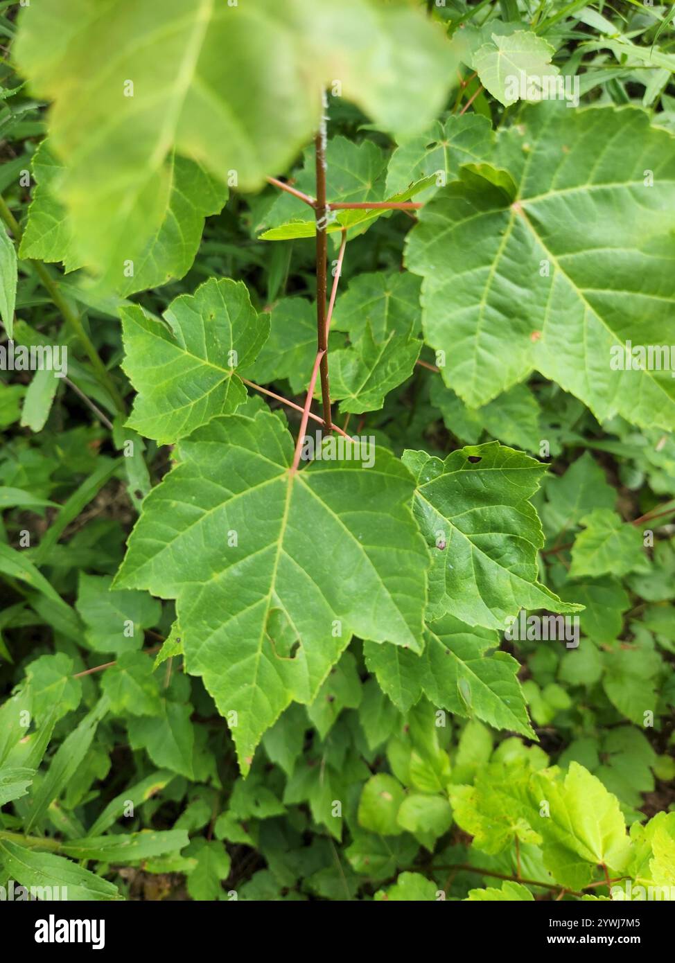 red maple (Acer rubrum Stock Photo - Alamy