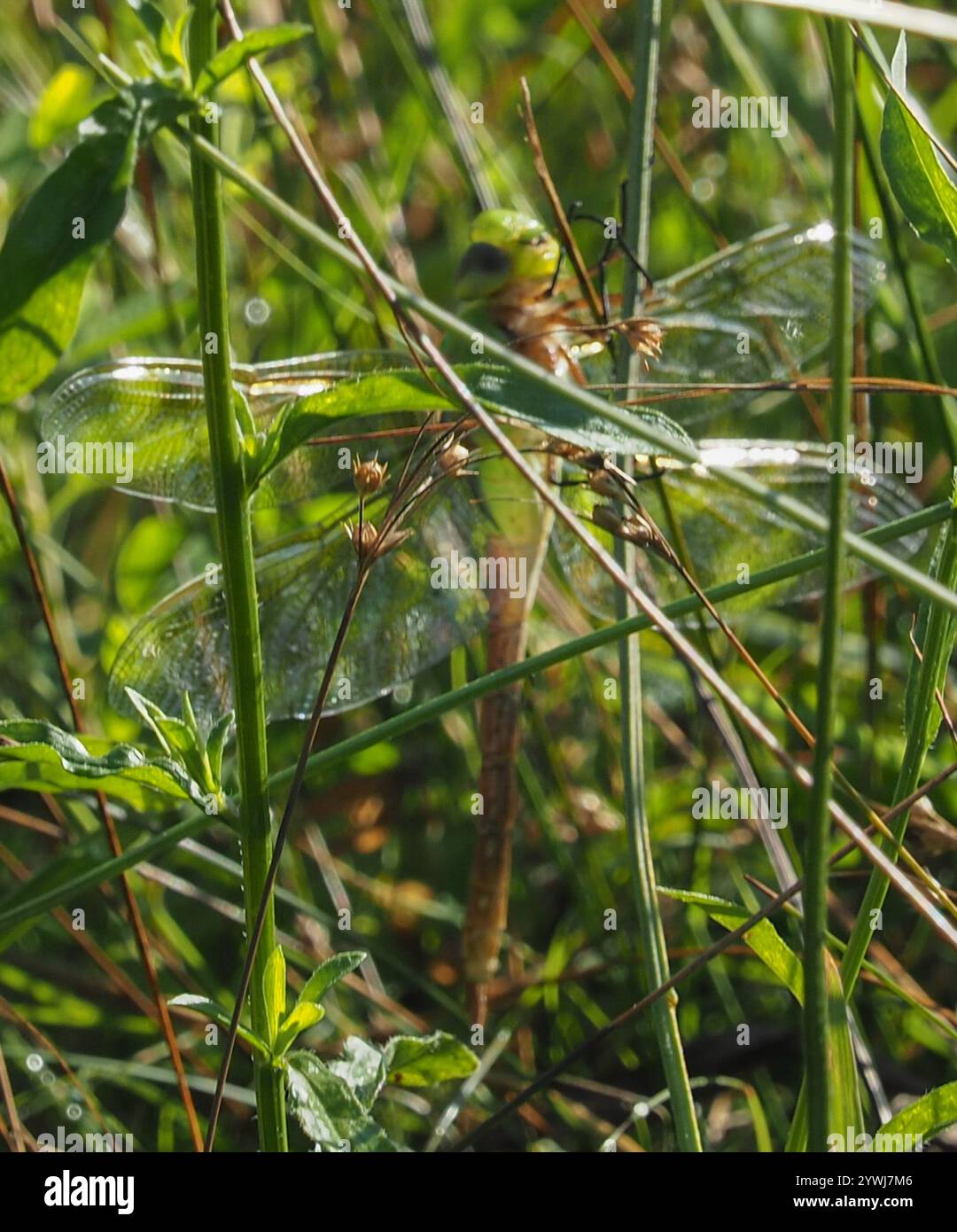 Emperors and Green Darners (Anax Stock Photo - Alamy