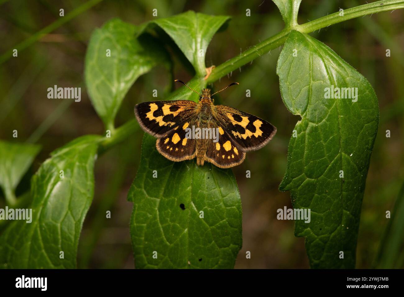 Northern Chequered Skipper (Carterocephalus silvicola Stock Photo - Alamy