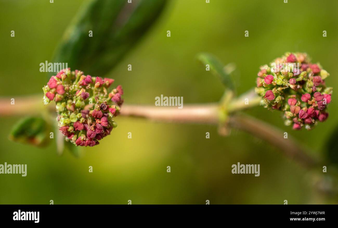 Asthma plant (Euphorbia hirta Stock Photo - Alamy