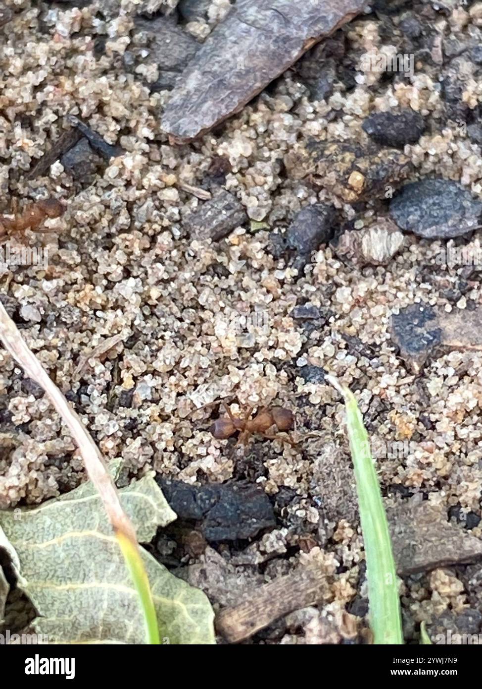 Northern Fungus-farming Ant (Trachymyrmex septentrionalis Stock Photo ...